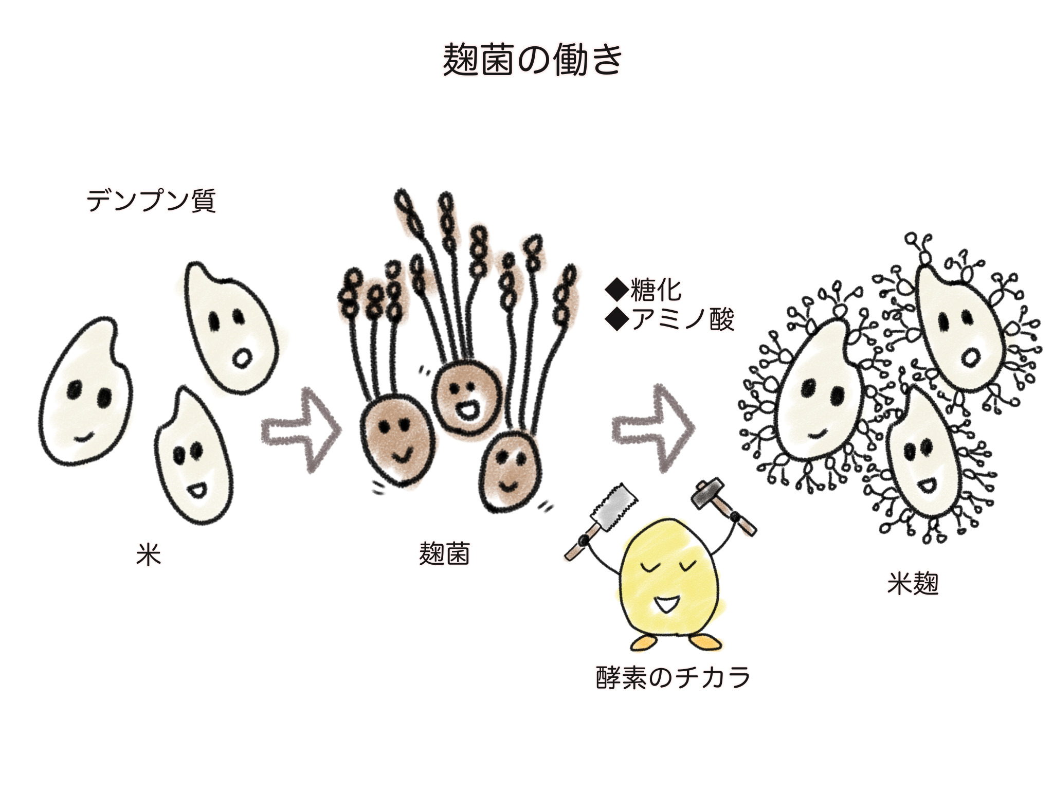 麹、酵母、酵素の違いを解説|微生物から酵素までをわかりやすく説明 お酒のソムリエ Sakesen【公式ブログ】株式会社酒専やまもと